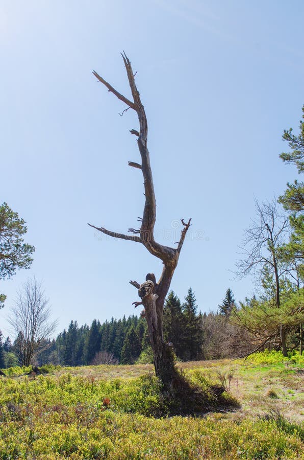Old Twisted Pine Tree in Natural Landscape Stock Photo - Image of cloudy, pine: 376418544
