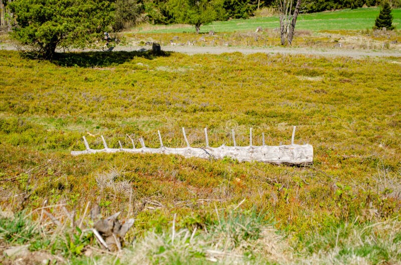 Old Twisted Pine Tree in Natural Landscape Stock Photo - Image of shape ...
