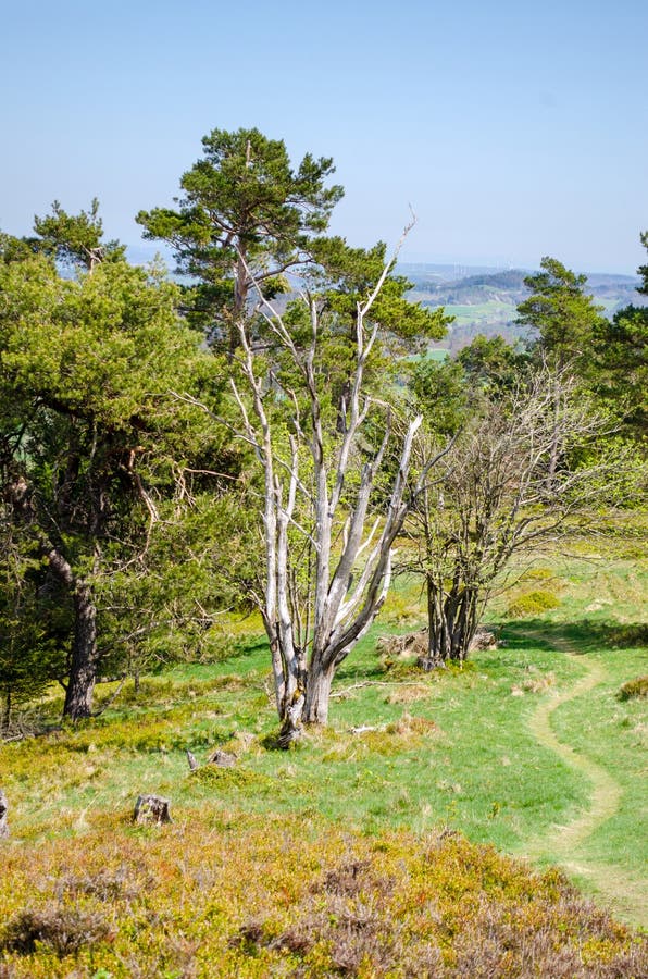 Old Twisted Pine Tree in Natural Landscape Stock Image - Image of bark ...