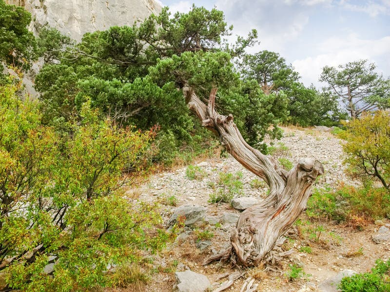 Old & Twisted Juniper Tree stock photo. Image of landscape - 36396326