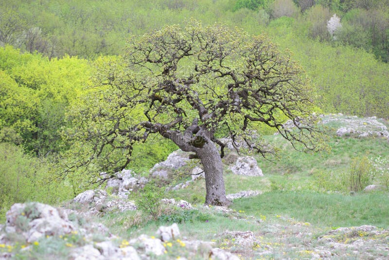 Old Twisted Tree in Early Spring Stock Photo - Image of lonely ...