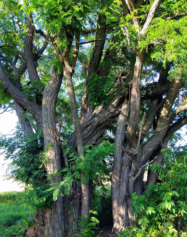 Old Twisted Tree Trunks in a Lush Green Forest Stock Photo - Image of foliage, growth: 388461404