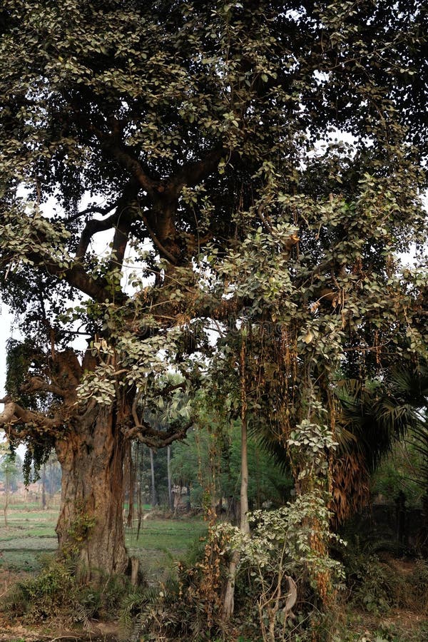 Old Twisted Trees with Vines Stock Image - Image of mystical, grove ...