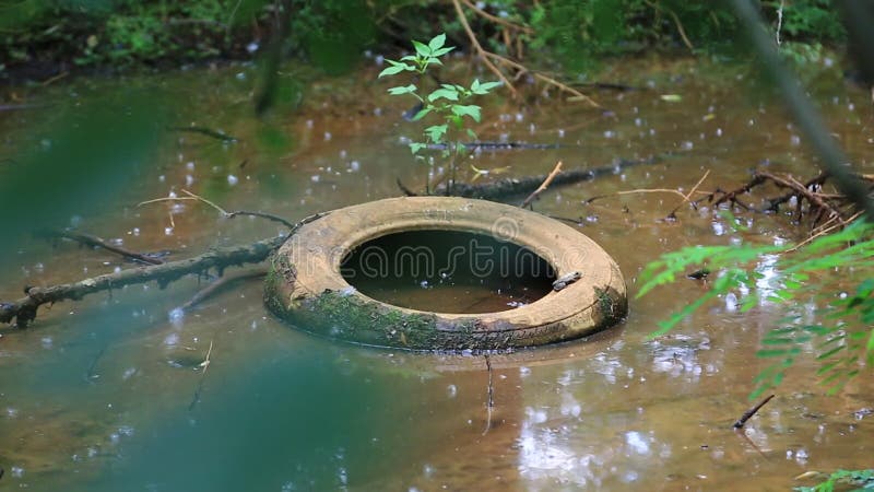 Old tyre lies in bog stock video. Video of dust, wildlife - 347984607