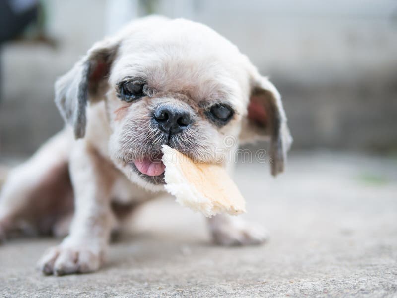 1,105 Dog Bread Small Stock Photos - Free & Royalty-Free Stock Photos ...