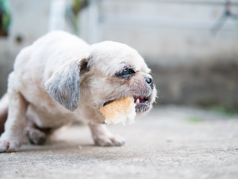 1,105 Dog Bread Small Stock Photos - Free & Royalty-Free Stock Photos ...