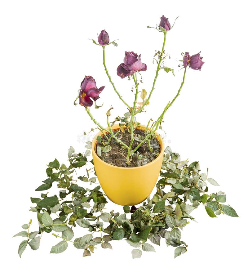 Old and Ugly Dry Roses from the Background Stock Photo - Image of leaf ...