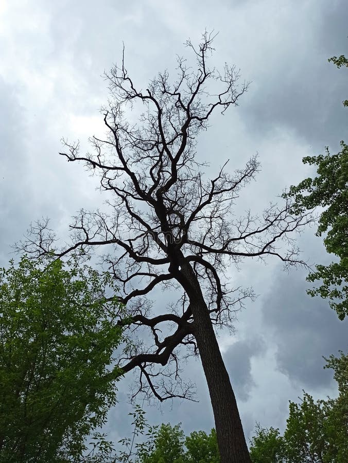 Ugly Spruce Trees Stock Photos - Free & Royalty-Free Stock Photos from ...