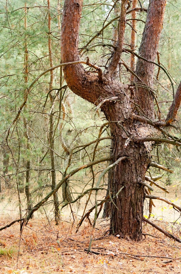 Ugly Tree Picture. Image: 280355