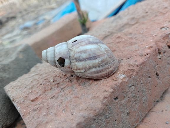 Old and Uniquely Shaped Snail Shells Stock Image - Image of arthropod ...