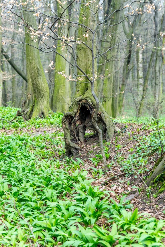 Old Unusual Tree Trunk in Forest at Early Spring, Magic Atmosphere ...