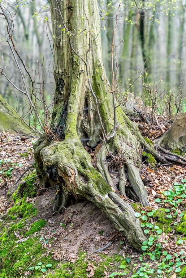 Old Unusual Tree Trunk in Forest at Early Spring, Magic Atmosphere ...