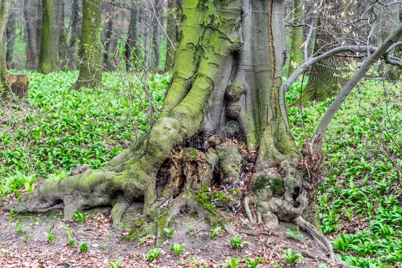 Old Unusual Tree Trunk in Forest at Early Spring, Magic Atmosphere ...