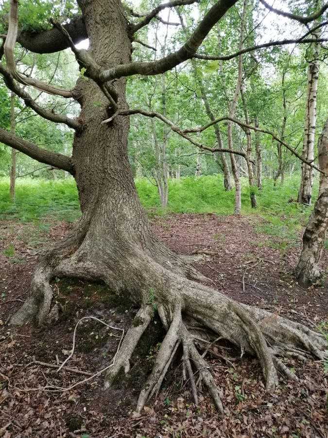 Old unusual trees stock image. Image of woodland, trees - 149531995