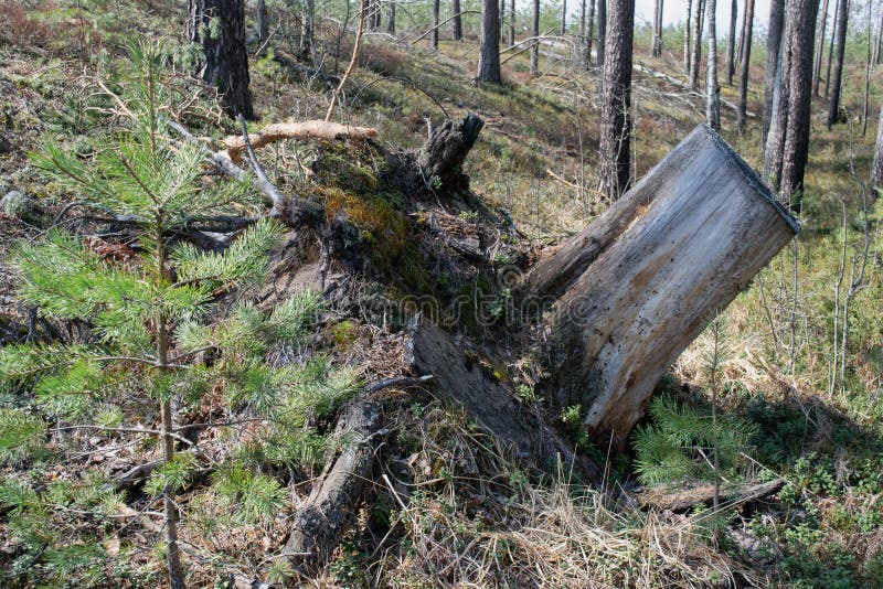 An Old Uprooted Stump from a Felled Tree. the Problem of Deforestation ...