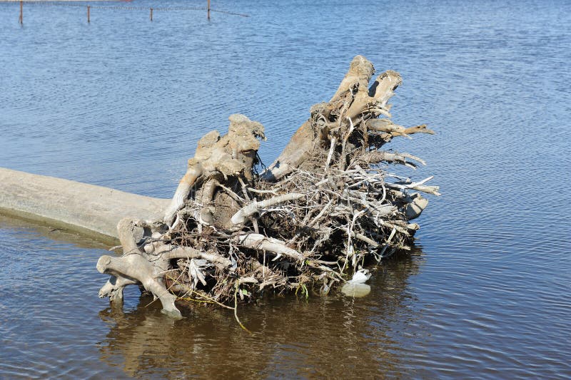 An Old Uprooted Tree Snag in the Water Stock Image - Image of snag ...