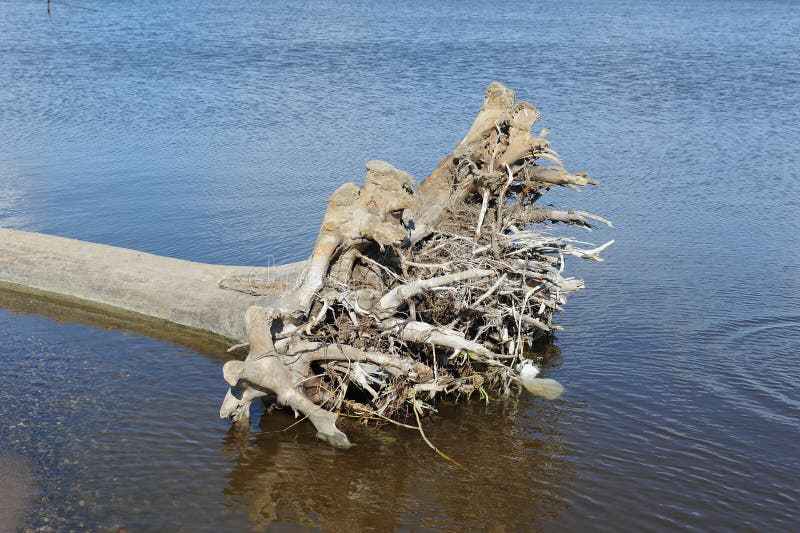 An Old Uprooted Tree Snag in the Water Stock Photo - Image of blue ...