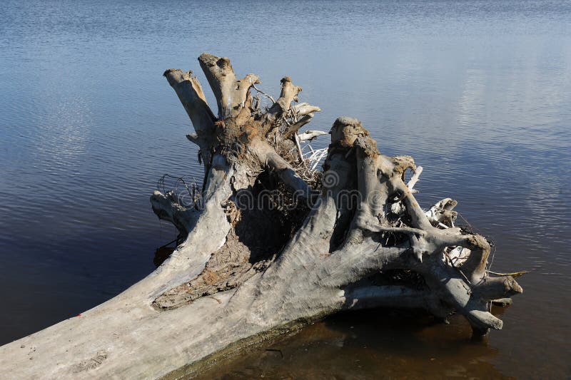 An Old Uprooted Tree Snag in the Water Stock Image - Image of ossified ...