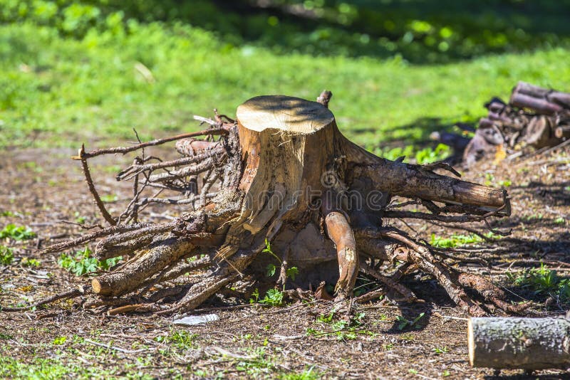 Old Uprooted Tree Stump in Forest. Dead Stump Torn with Roots ...