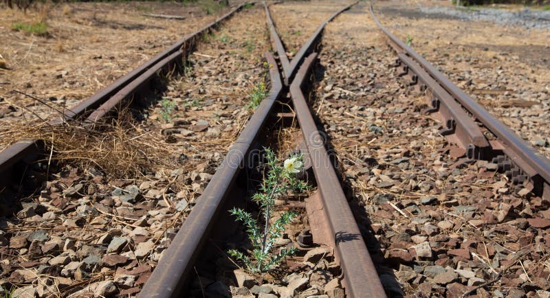 Old Used Railway Tracks in and Small Flower in Colour Stock Photo ...