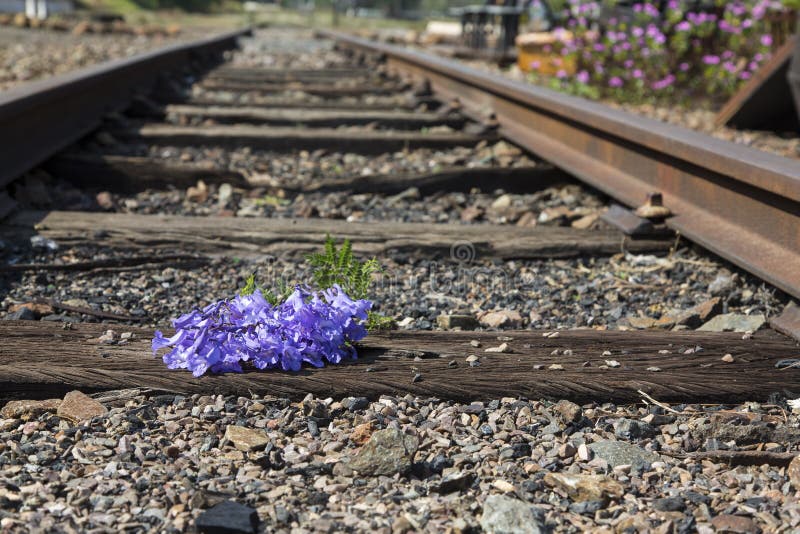 Old Used Railway Tracks in and Small Flower in Colour Stock Image ...