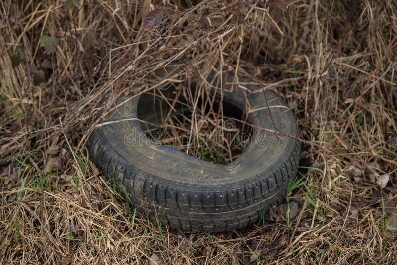 Old Used Rubber Car Tire Discarded on Raw Forest Ecosystem. Stock Photo ...