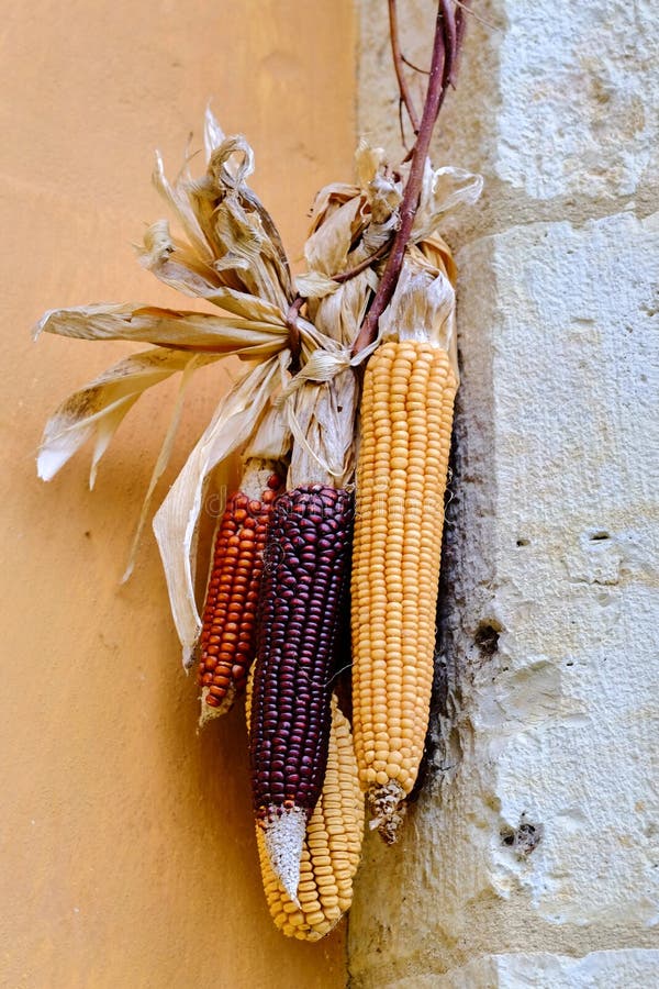 Old Varieties of Corn Drying Stock Image - Image of farm, corn: 182316381