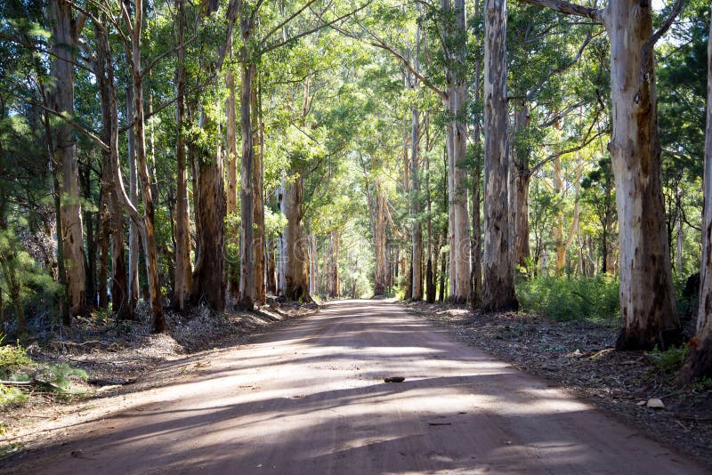 Old Vasse Road stock photo. Image of grass, summer, spring - 272236846