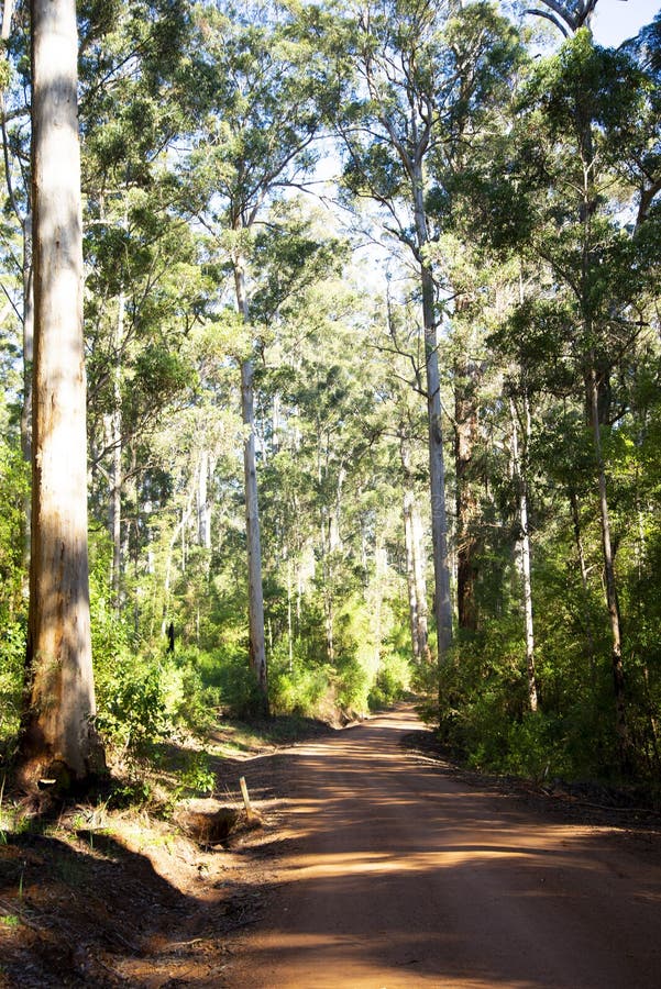 Old Vasse Road stock photo. Image of park, bushland - 272236736