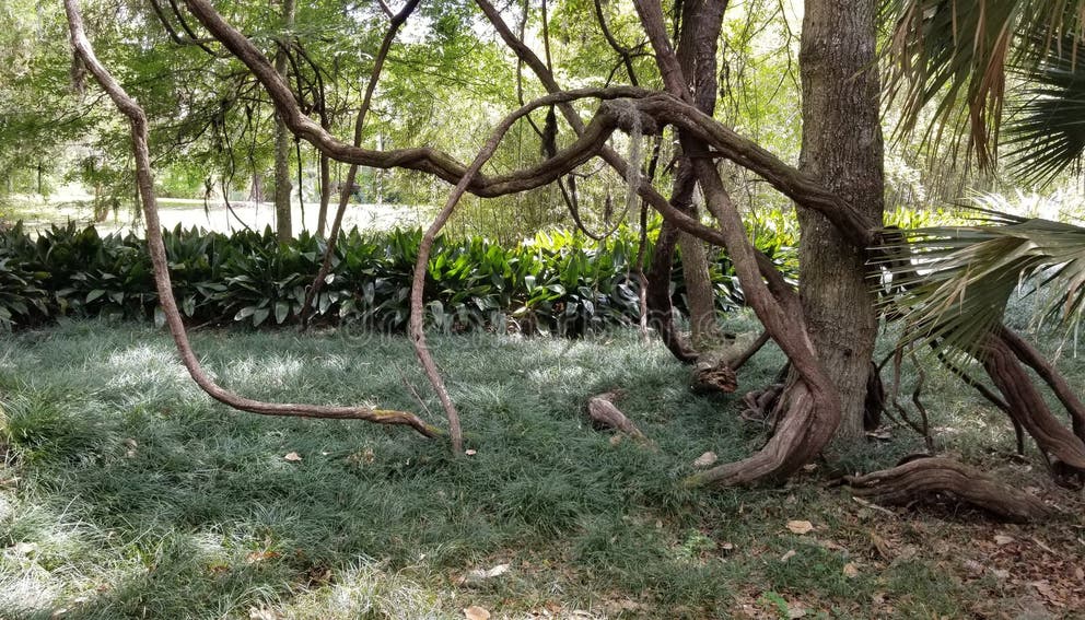A really Old Vine in the Forest Stock Image - Image of produce ...