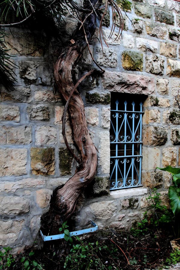 Old vine tree stem editorial stock photo. Image of karem - 69200198