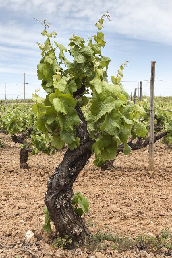 Old vines stock image. Image of trunk, alentejo, bright - 27334377