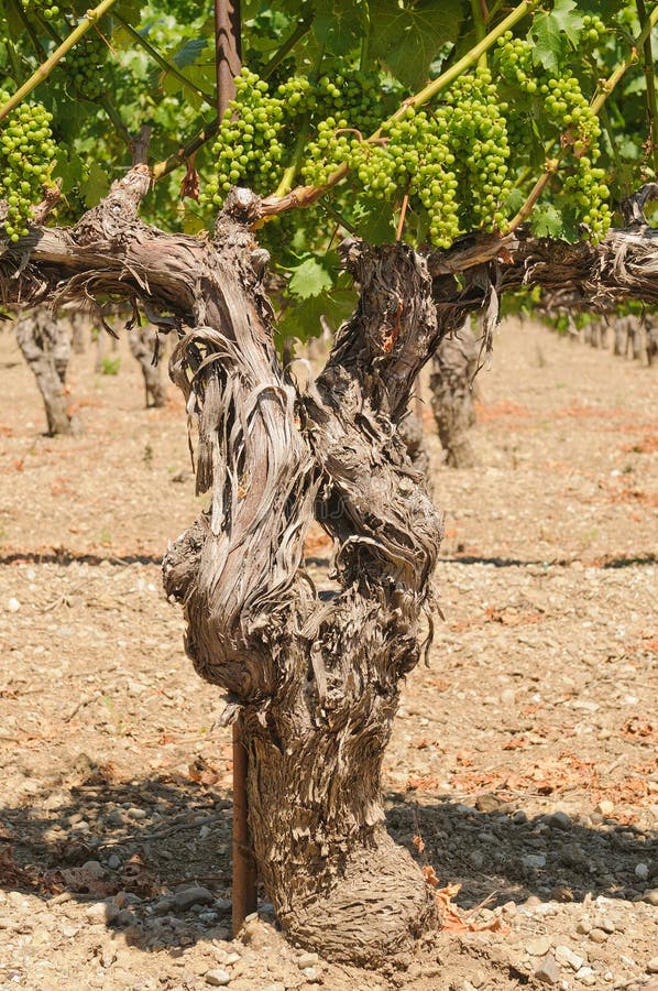 Old Vines stock photo. Image of vintner, fruit, viniculture - 102981118