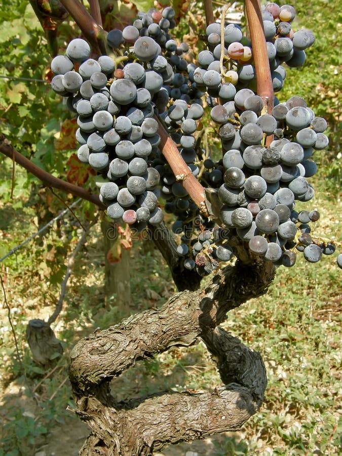 Old Vines (stalk) with the Grapes Stock Photo - Image of fresh, growing ...