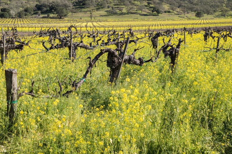 Old Vines in Winter stock image. Image of vines, ground - 110237725