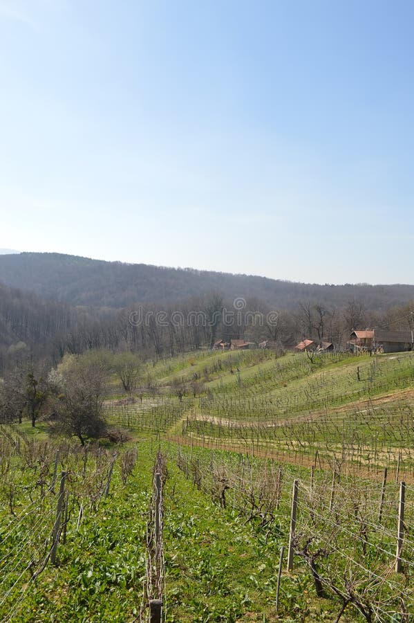 Old vineyard stock image. Image of country, agricultural - 39672211