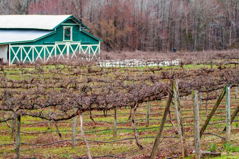 Old Vineyard Spring before Season Stock Photo - Image of season, crust ...