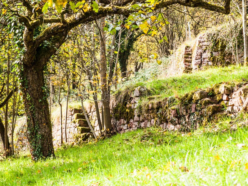 Old vineyard terraces stock image. Image of drone, farm - 153038215