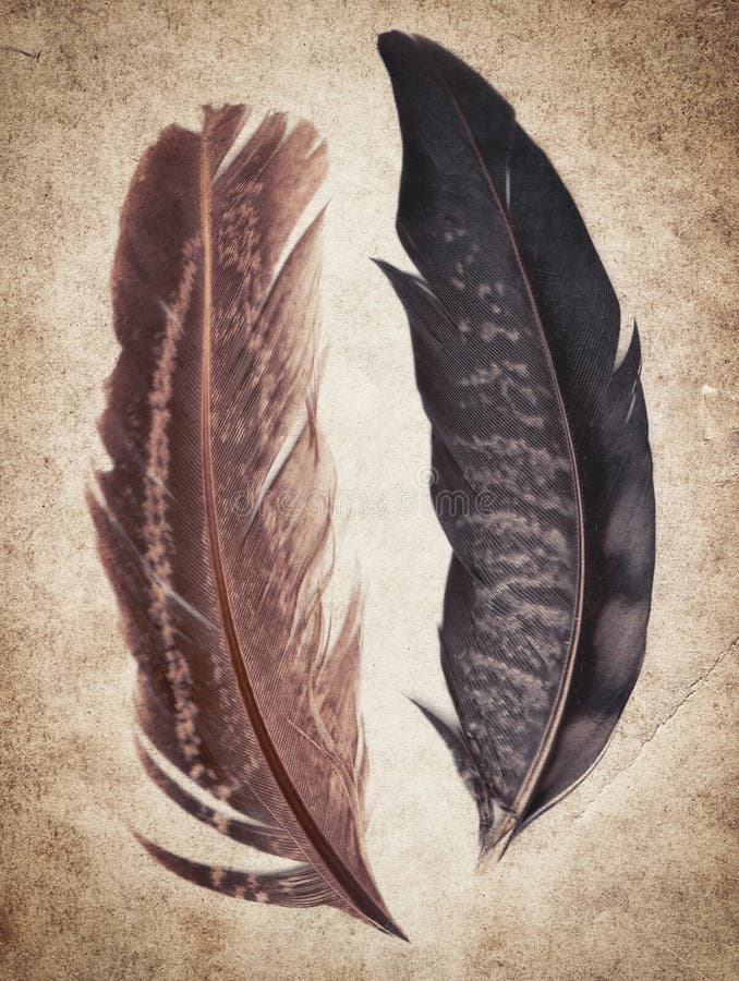 Old Vintage Paper Texture Background with Feathers Stock Photo - Image ...