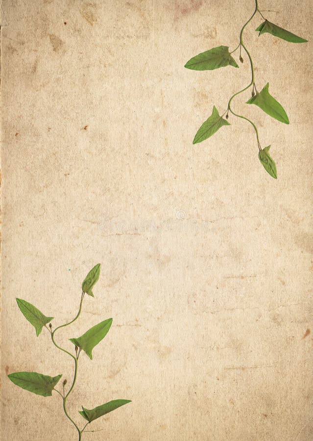 Old Vintage Paper Texture with Dry Grass Leaves Stock Illustration ...