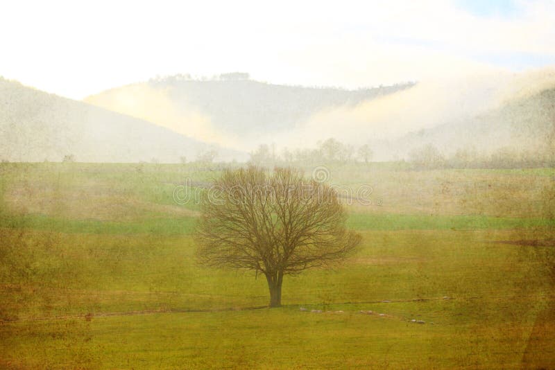 Old vintage tree stock photo. Image of panoramic, grass - 80352048