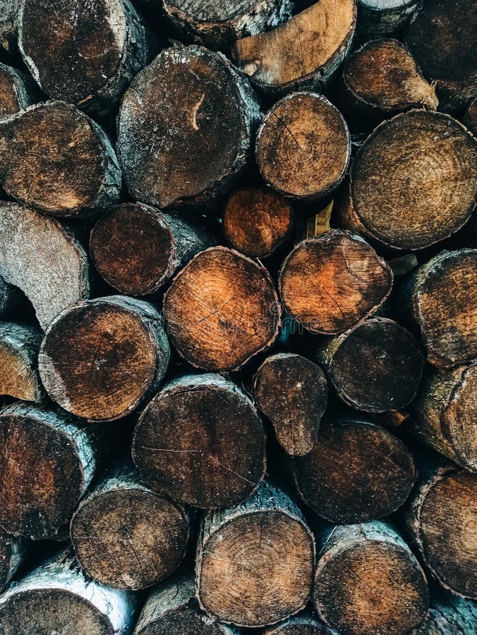 Old Vintage Wooden Tree Trunks. Grey Wood Rustic Texture Background ...