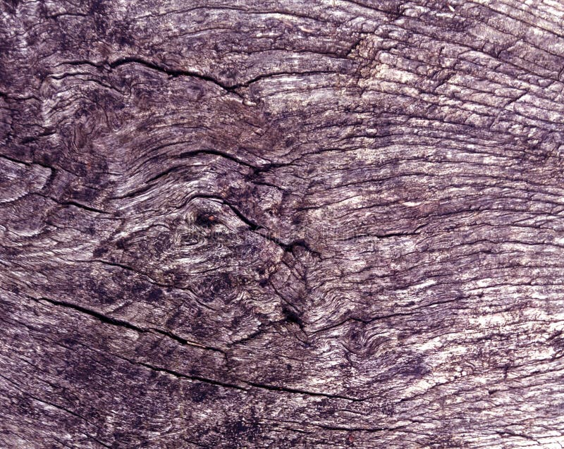 Old Violet Toned Tree Cut Texture. Stock Photo - Image of closeup ...