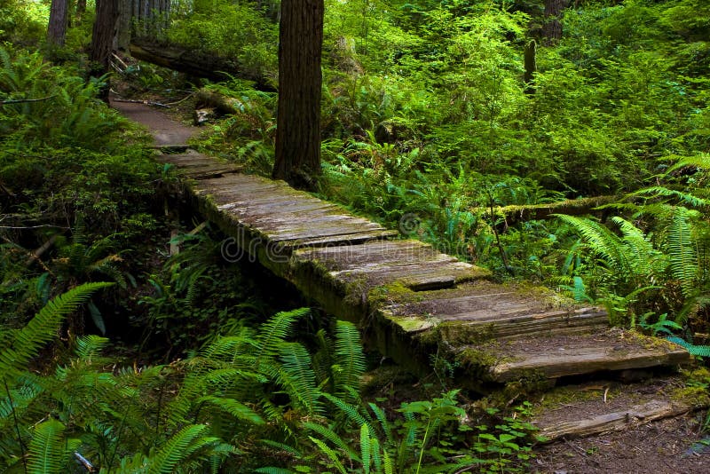 Old Walk Bridge stock photo. Image of planks, fern, green - 16738210