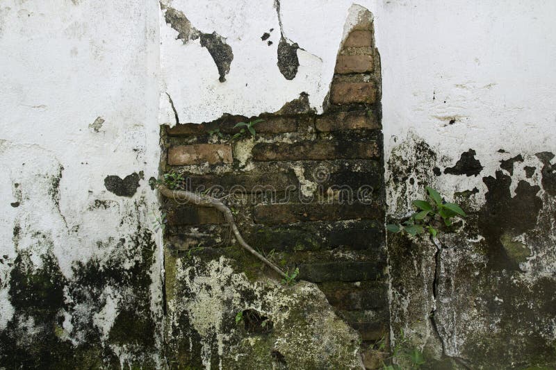 An Old Wall with Cement Cracks and Tree Roots Stock Photo - Image of ...