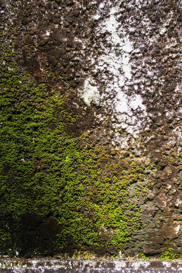 Old Wall Covered with Green Moss and Lichens. Vertical Stock Photo ...