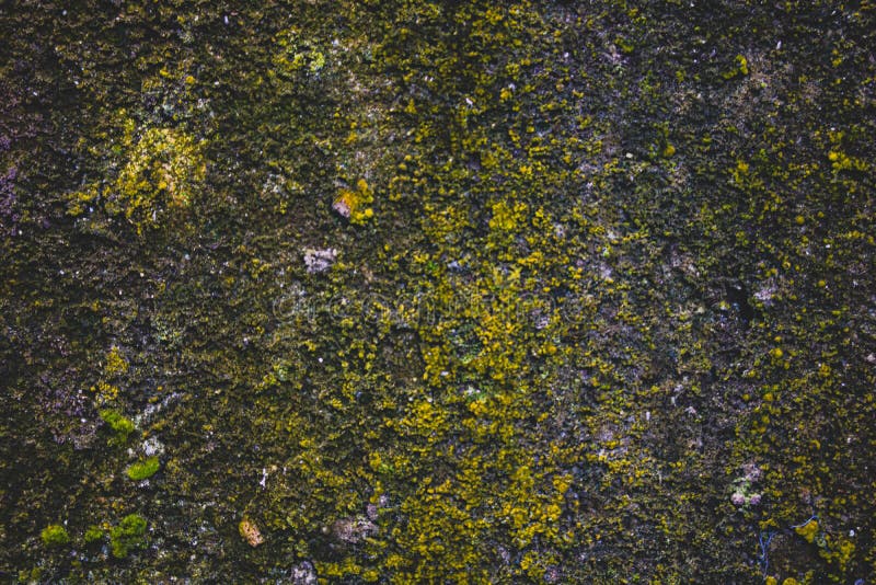 The Old Wall is Covered with Moss. HD Background Picture Stock Photo ...
