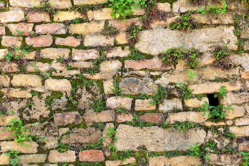 Wall of Bricks Overgrown with Plants Stock Photo - Image of leaf ...