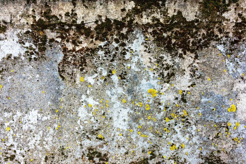 Old Wall of an Old Building with Various Mosses Stock Image - Image of ...
