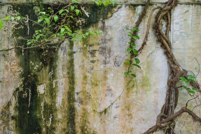 The Old Wall and Root Tree for Background and Wallpaper Stock Image ...